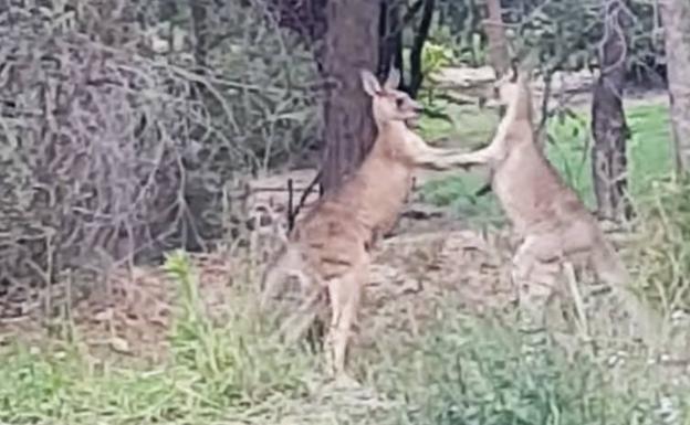 Un hombre se mete por medio para parar una pelea de canguros boxeadores ...