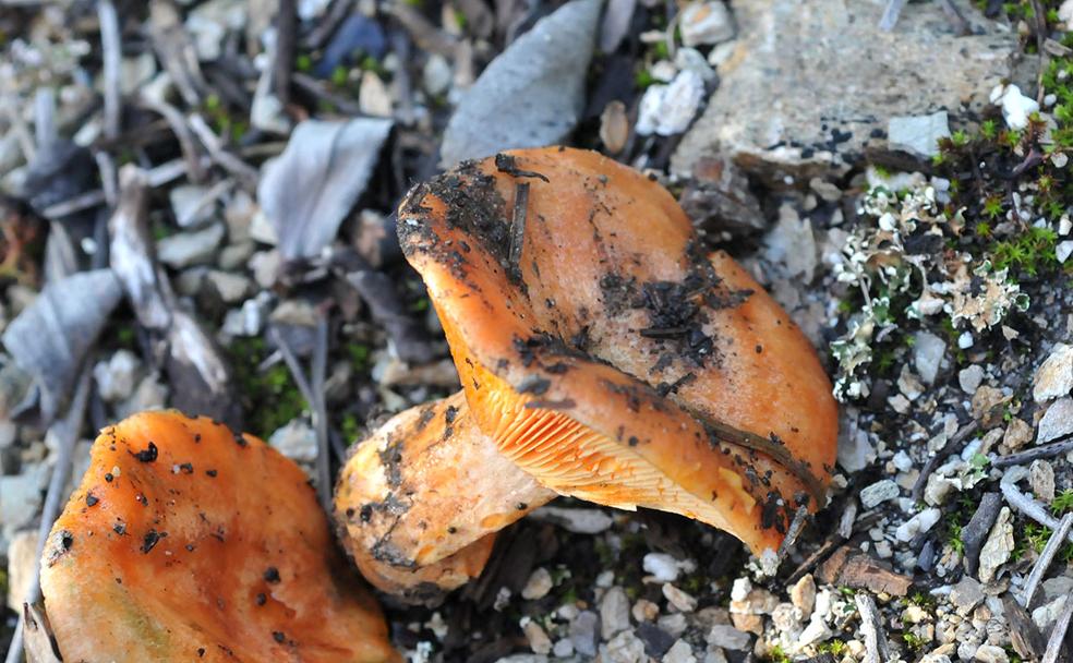 NÍSCALOS Y 10 setas útiles para el bosque | Ideal