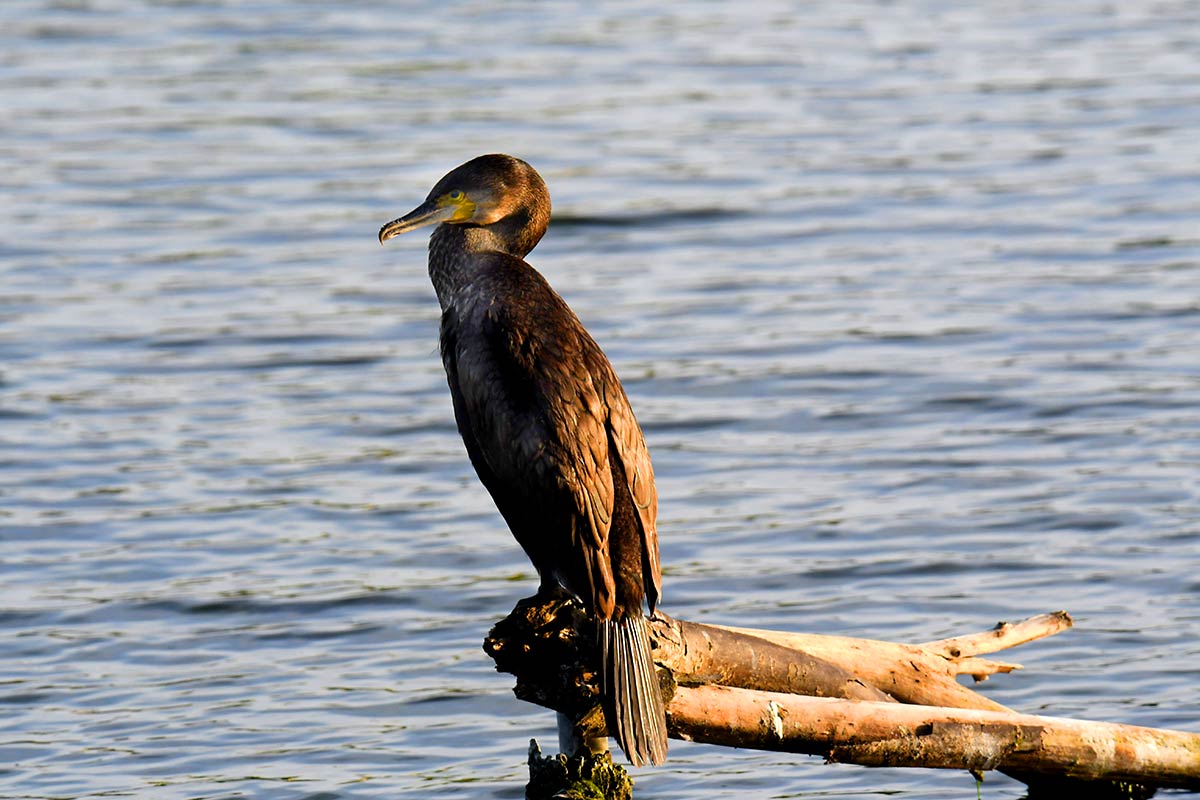 Fotos: Charca de Suárez, los vecinos de la playa de Poniente | Ideal