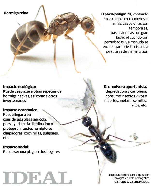 La hormiga loca, una especie invasora que continúa su expansión por ...