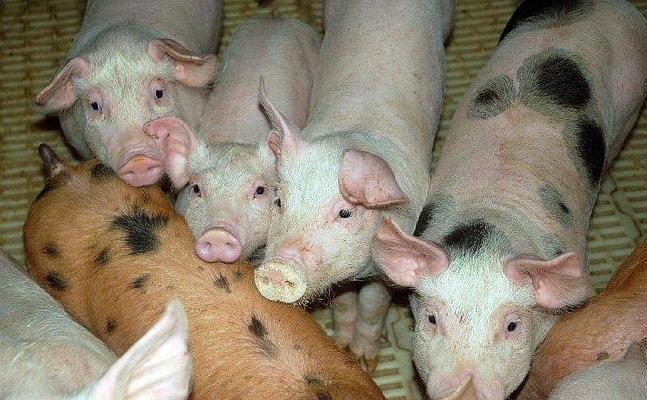 Las cerdas reconocen si un espermatozoide engendrará un macho o una ...