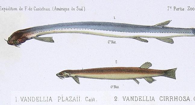 El pez parásito que puede entrar por el pene humano | Ideal