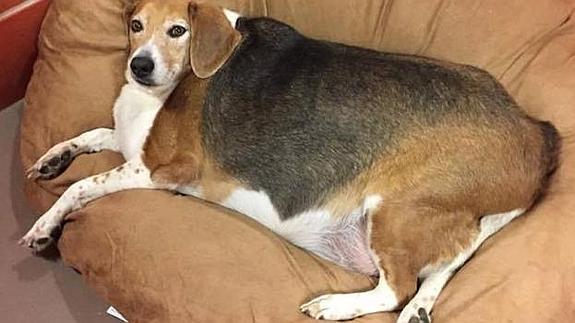 ¿El perro más gordo del mundo? Su dueño no lo paseaba, pesa 38 kilos y ...