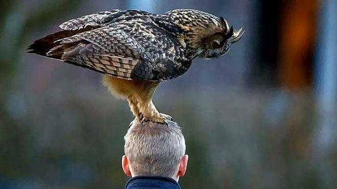 El búho real al que le encanta posarse en las cabezas de las personas ...