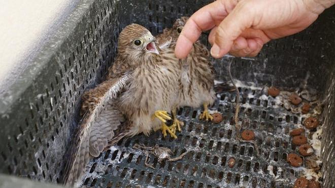 Tres crías de gavilán sobreviven gracias a un vecino de Almería | Ideal