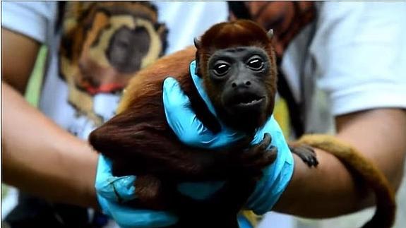 El emotivo rescate de 9 monos aulladores arrebatados a sus madres por ...