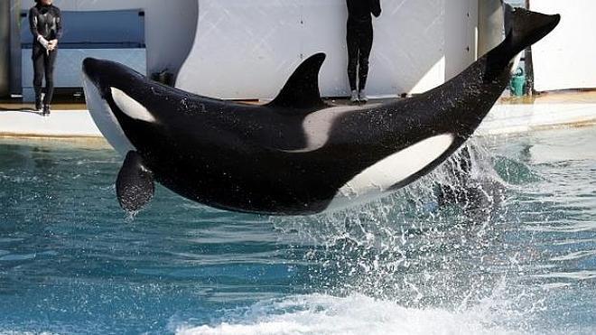 Triunfo animalista: la orca Ulíses no volverá a actuar en el parque ...